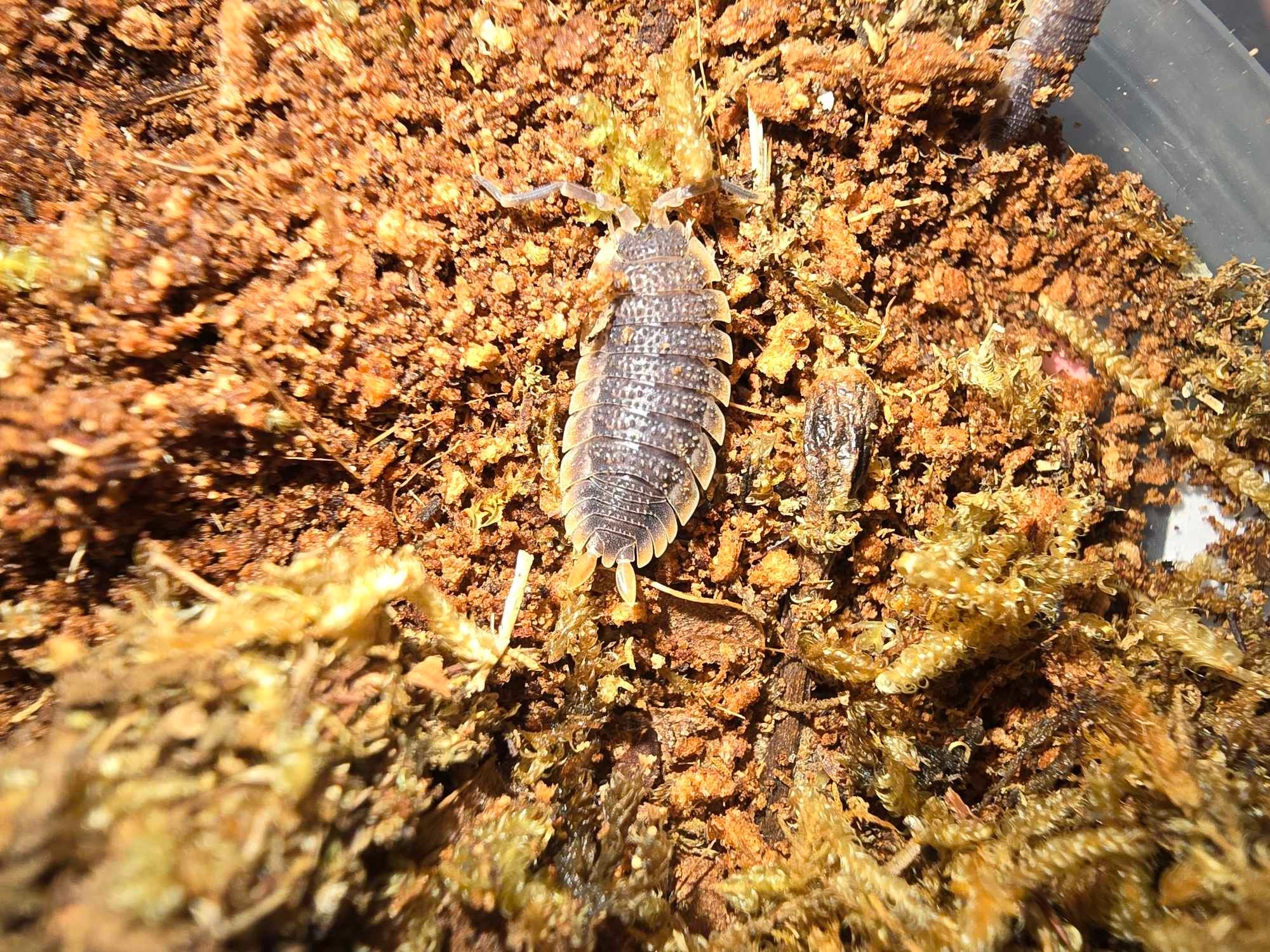 Red Edge Isopods (Armadillidium echinatus)