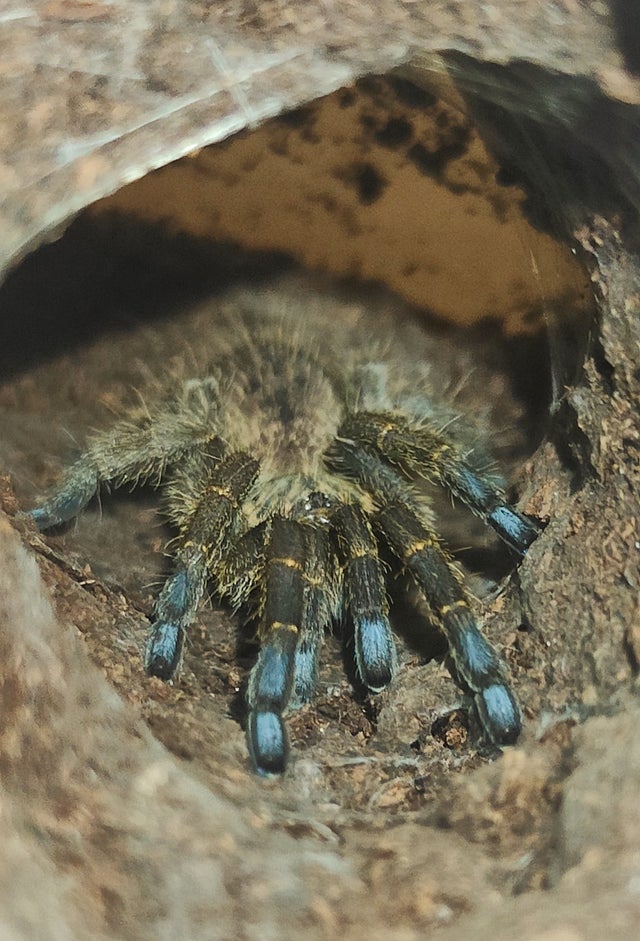 Tarantulas for sale