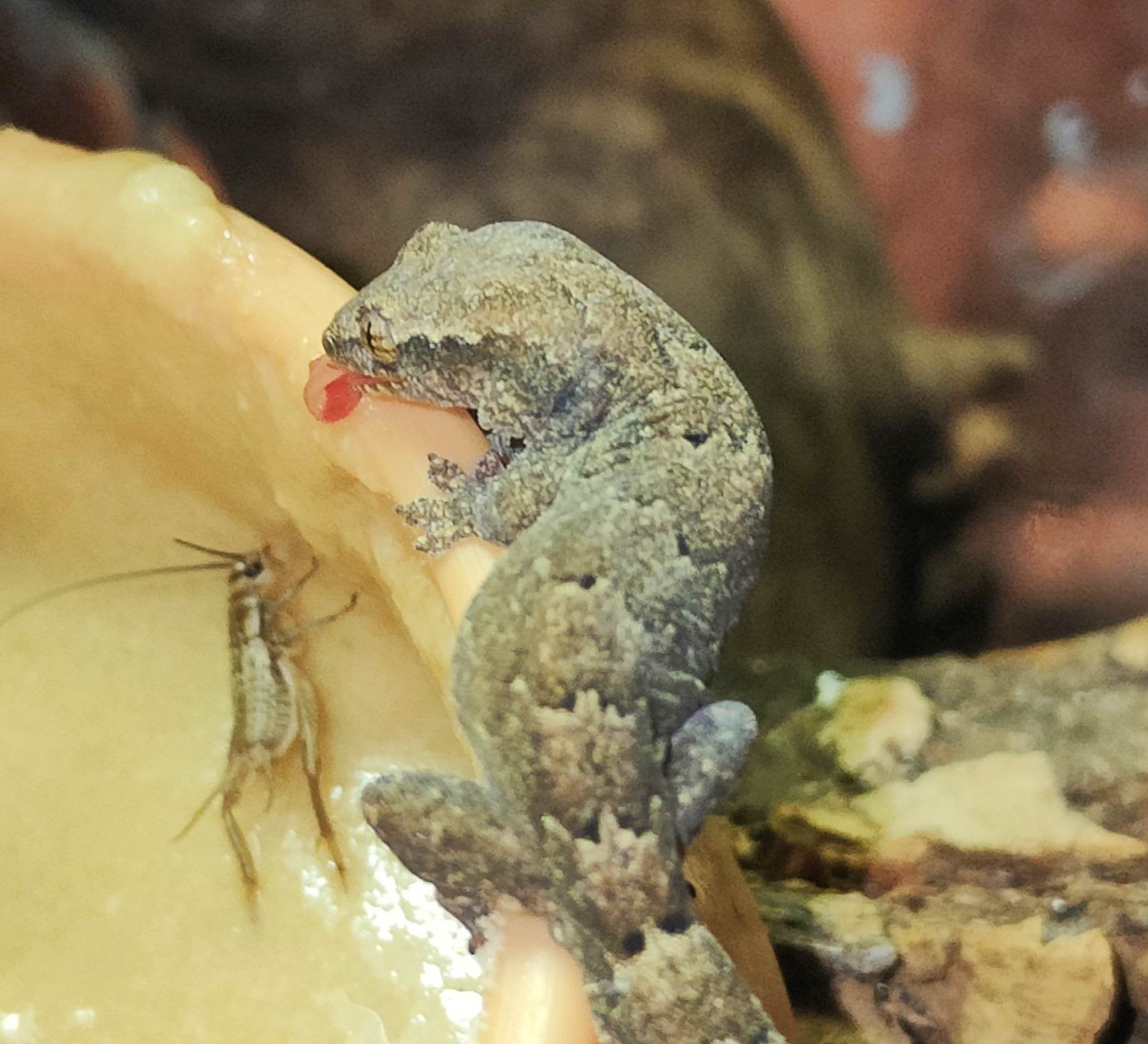 Mourning Geckos
