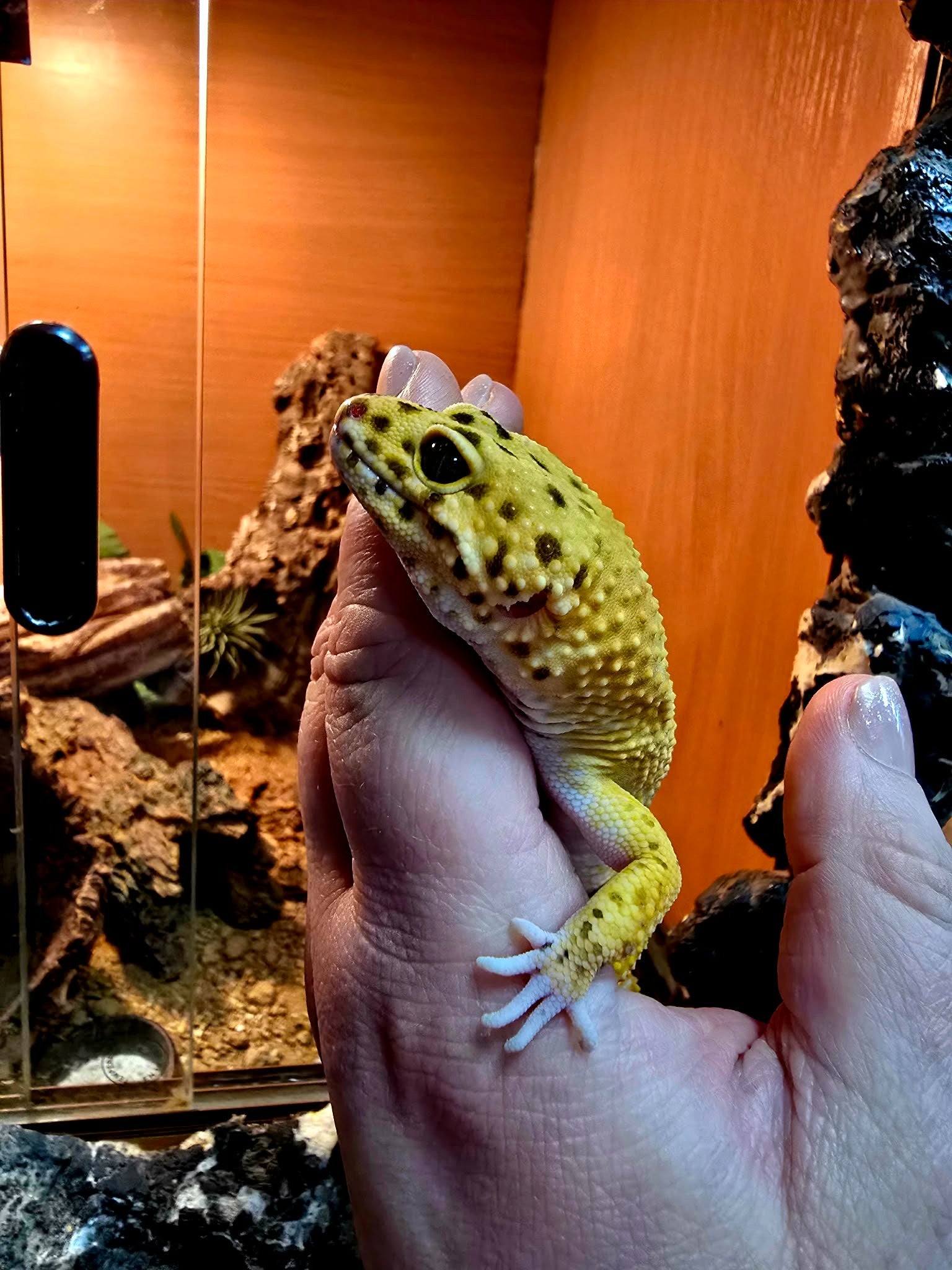 leopard gecko belfast