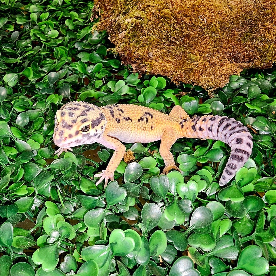 leopard gecko belfast
