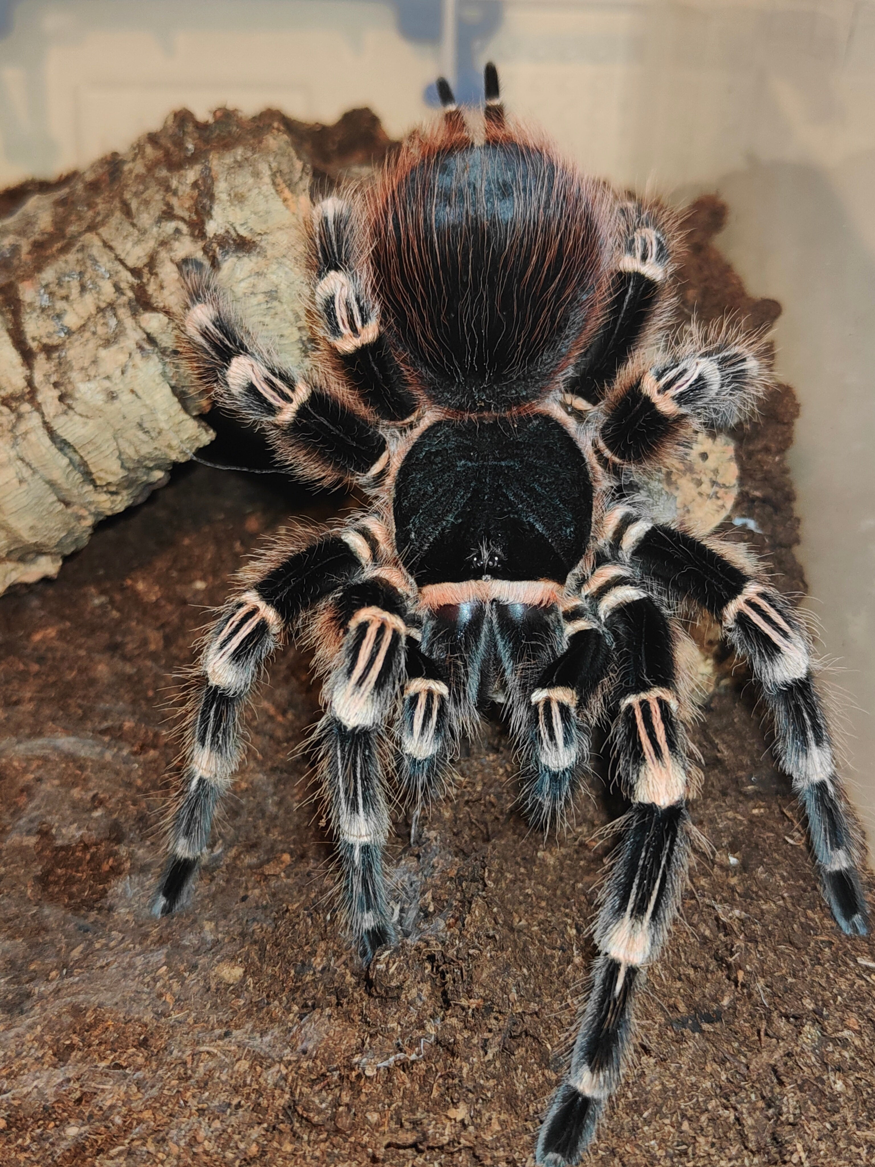 white tarantula uk