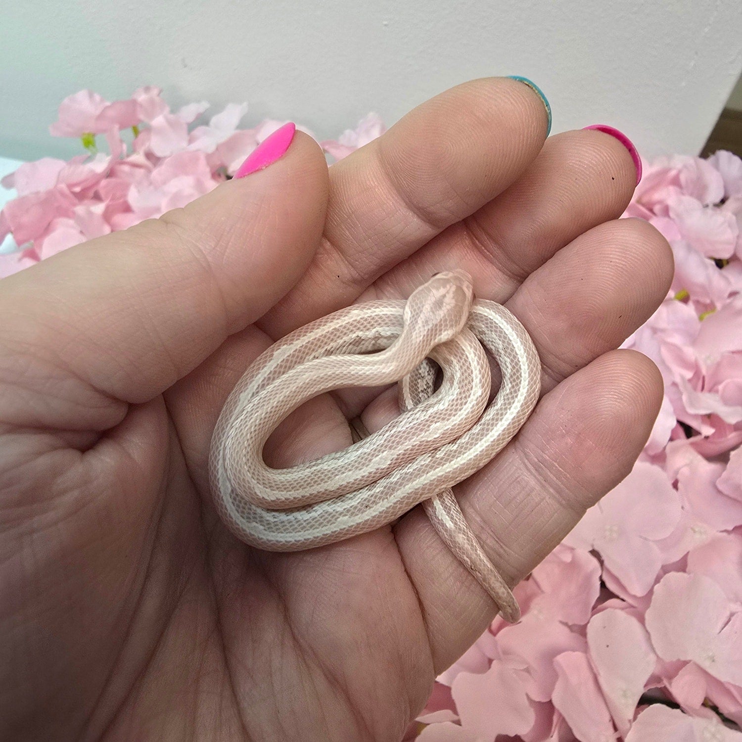 pink corn snake