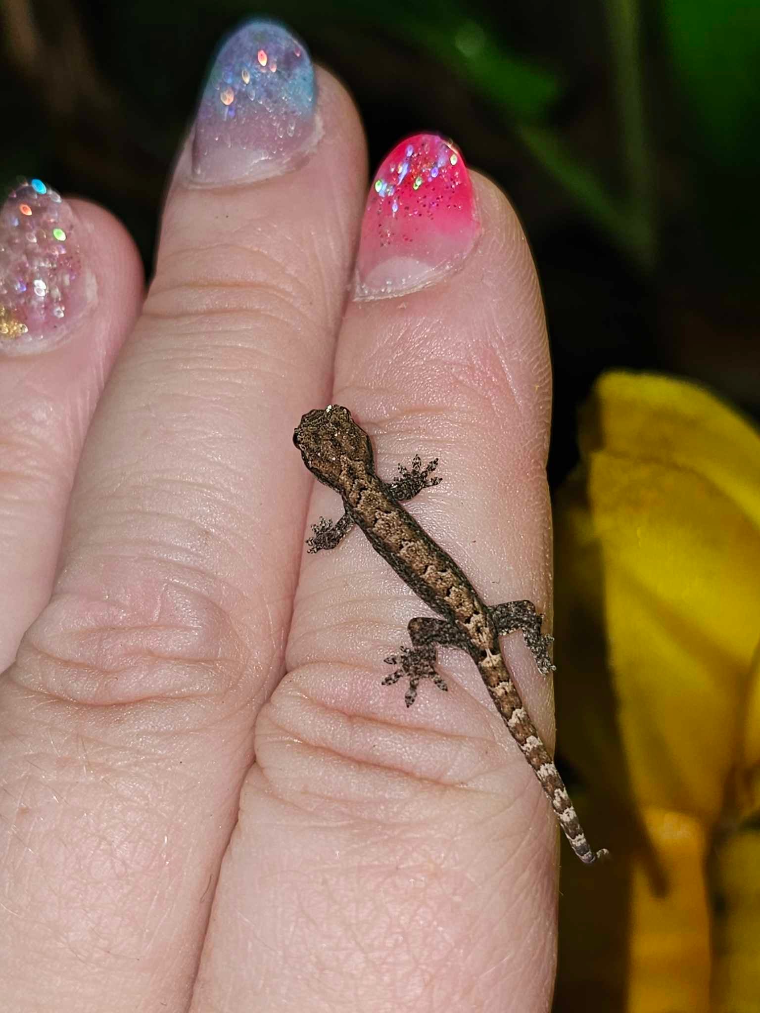 mourning gecko