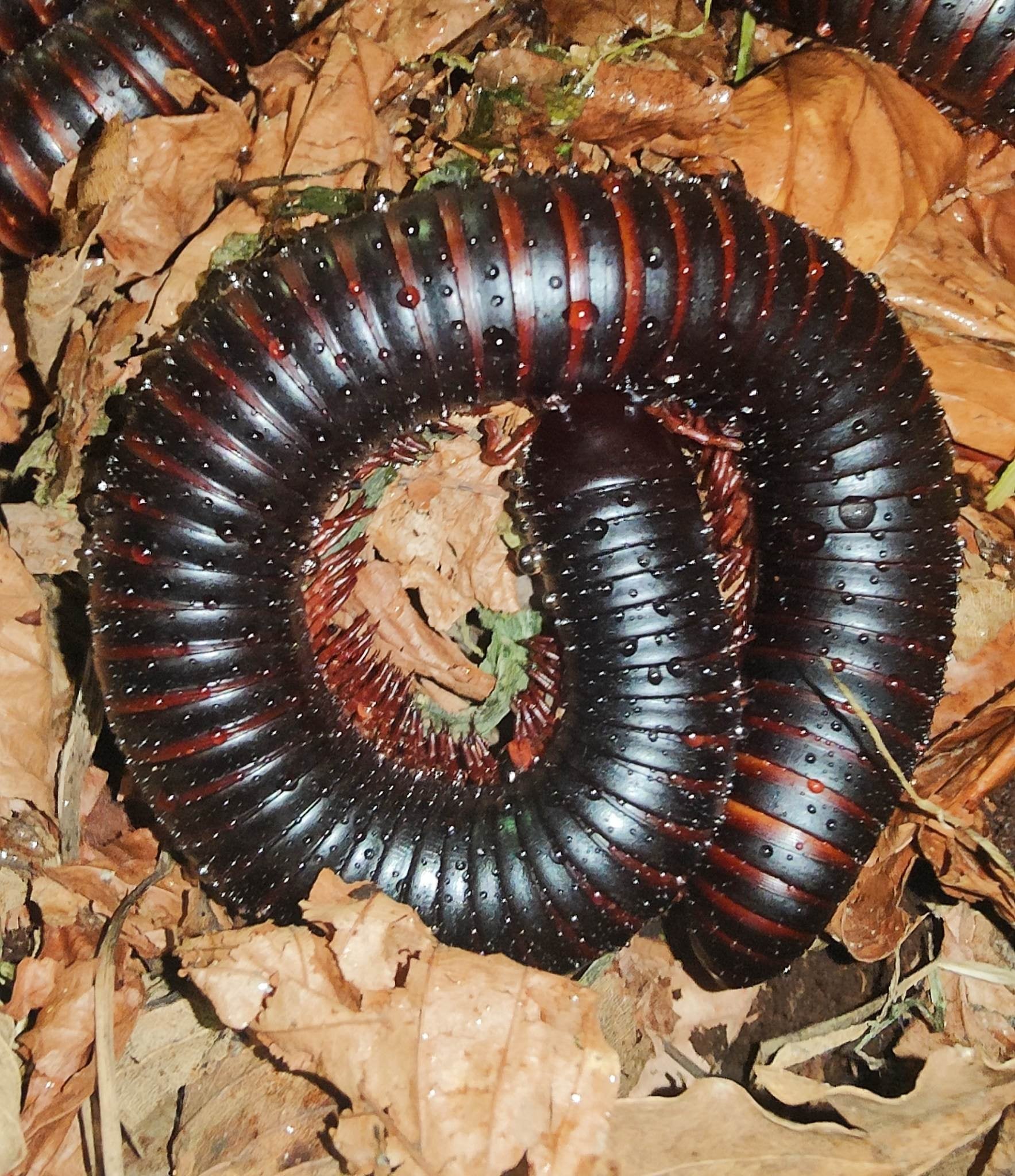 Giant African Millipedes For Sale