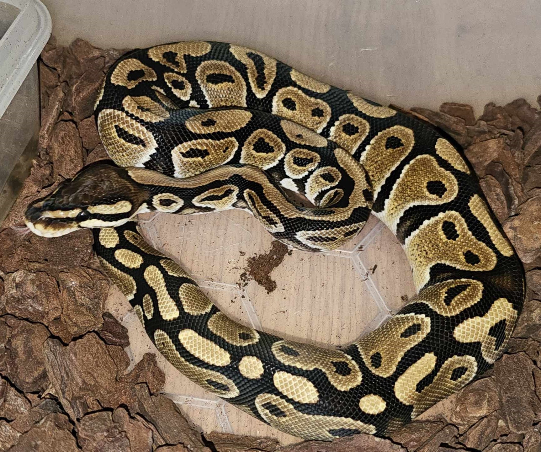 fully grown royal python
