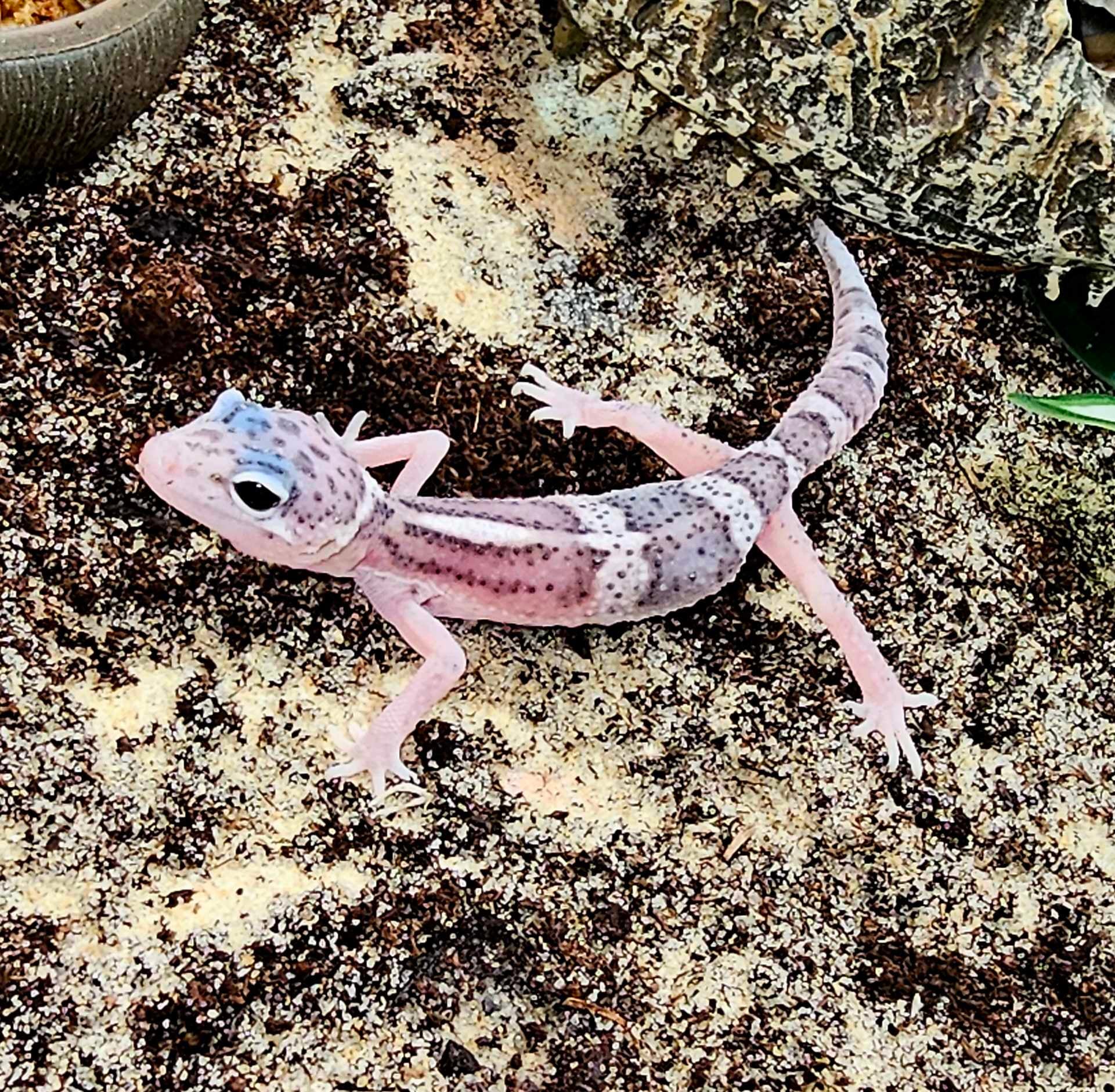 leopard gecko temperature uk