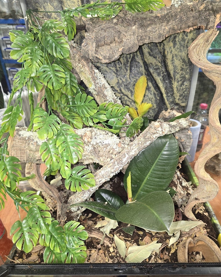 crested gecko setup kit