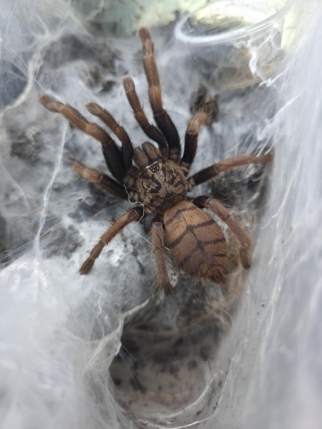 Tarantulas for sale