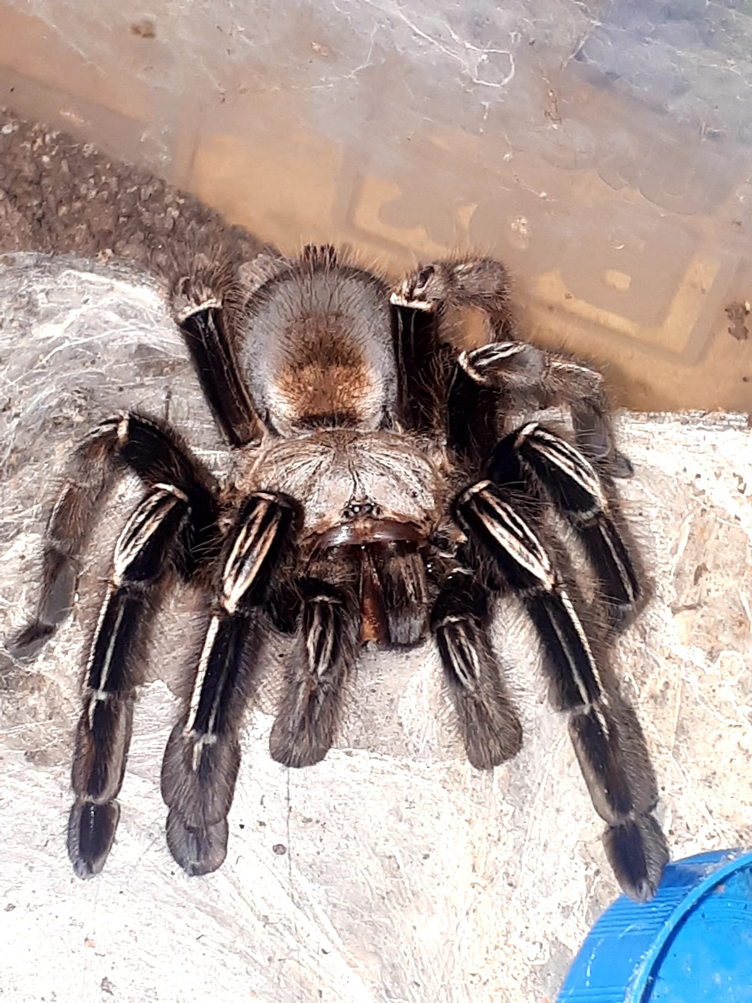 Skeleton Leg Tarantula