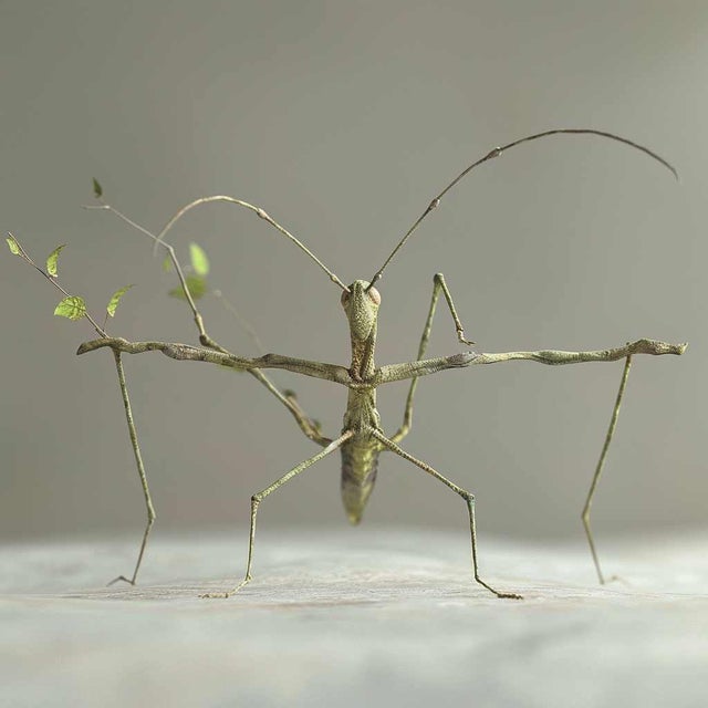 Stick insects for sale