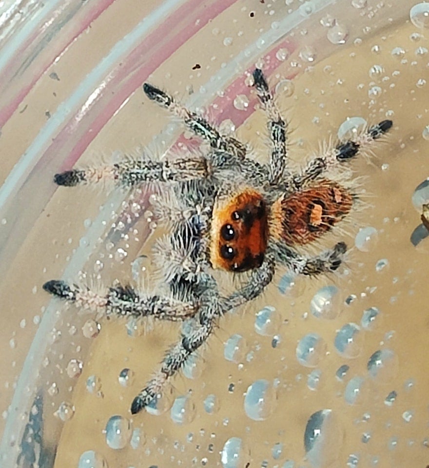 Regal Jumping Spiders (Phidippus regius)