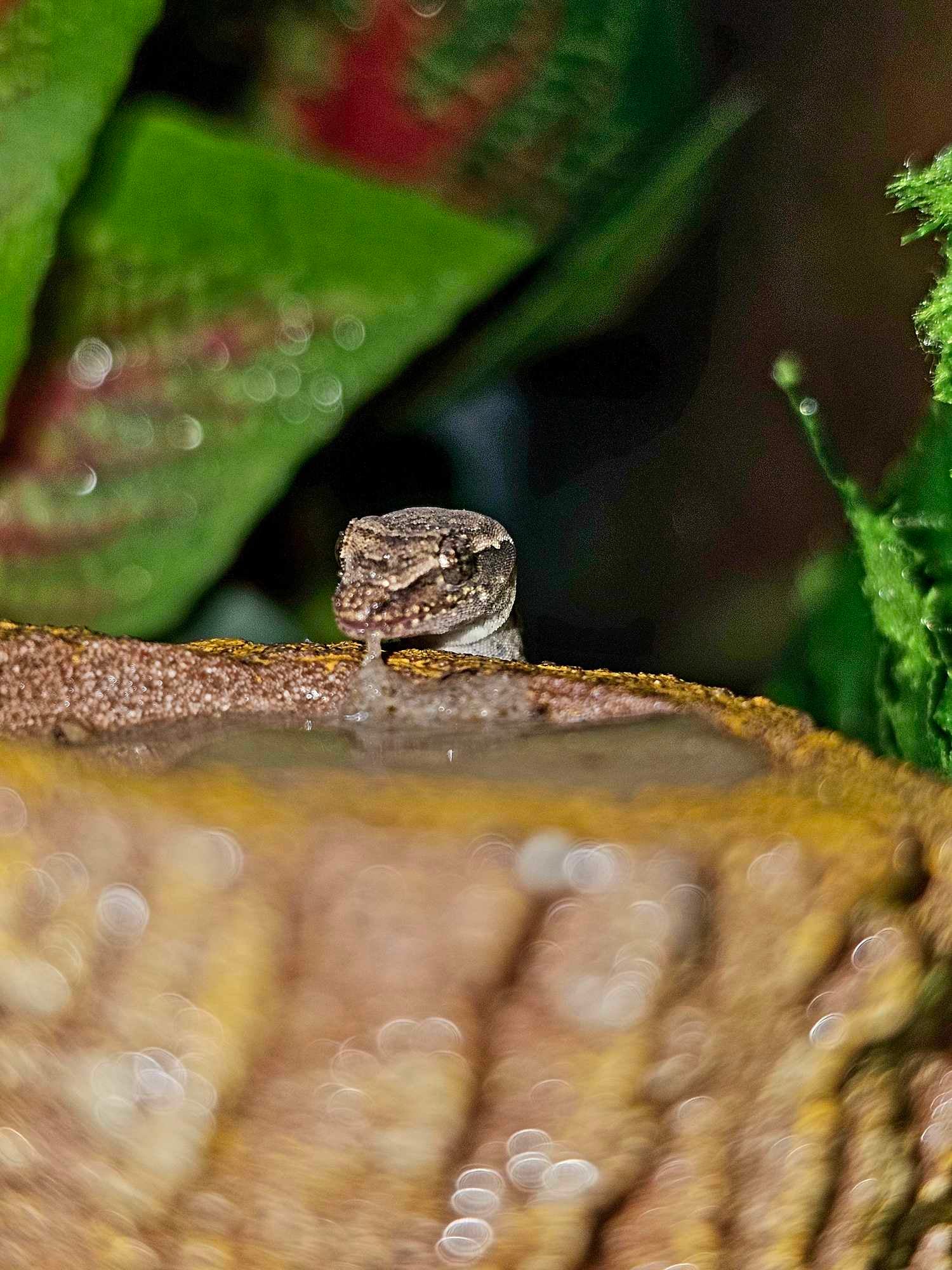 Mourning Geckos