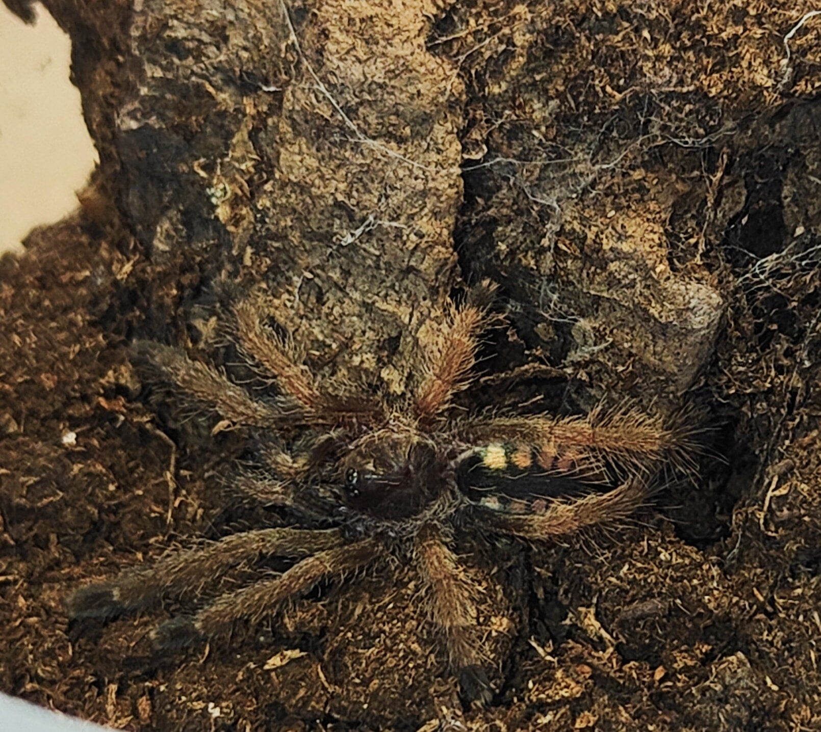 Colombian Tree Spider (Amazonius burgessi)