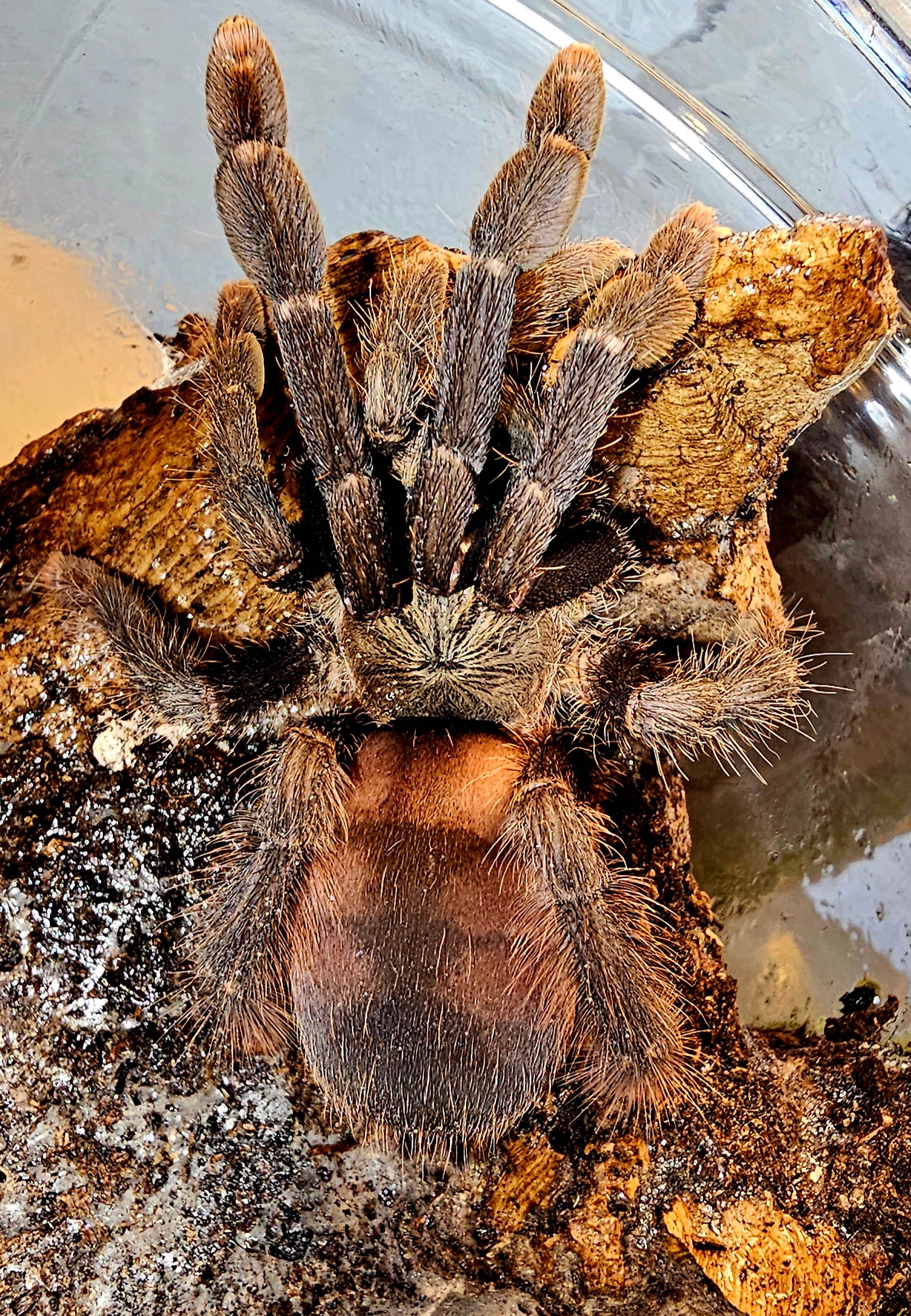 Colombian Tree Spider (Amazonius burgessi)