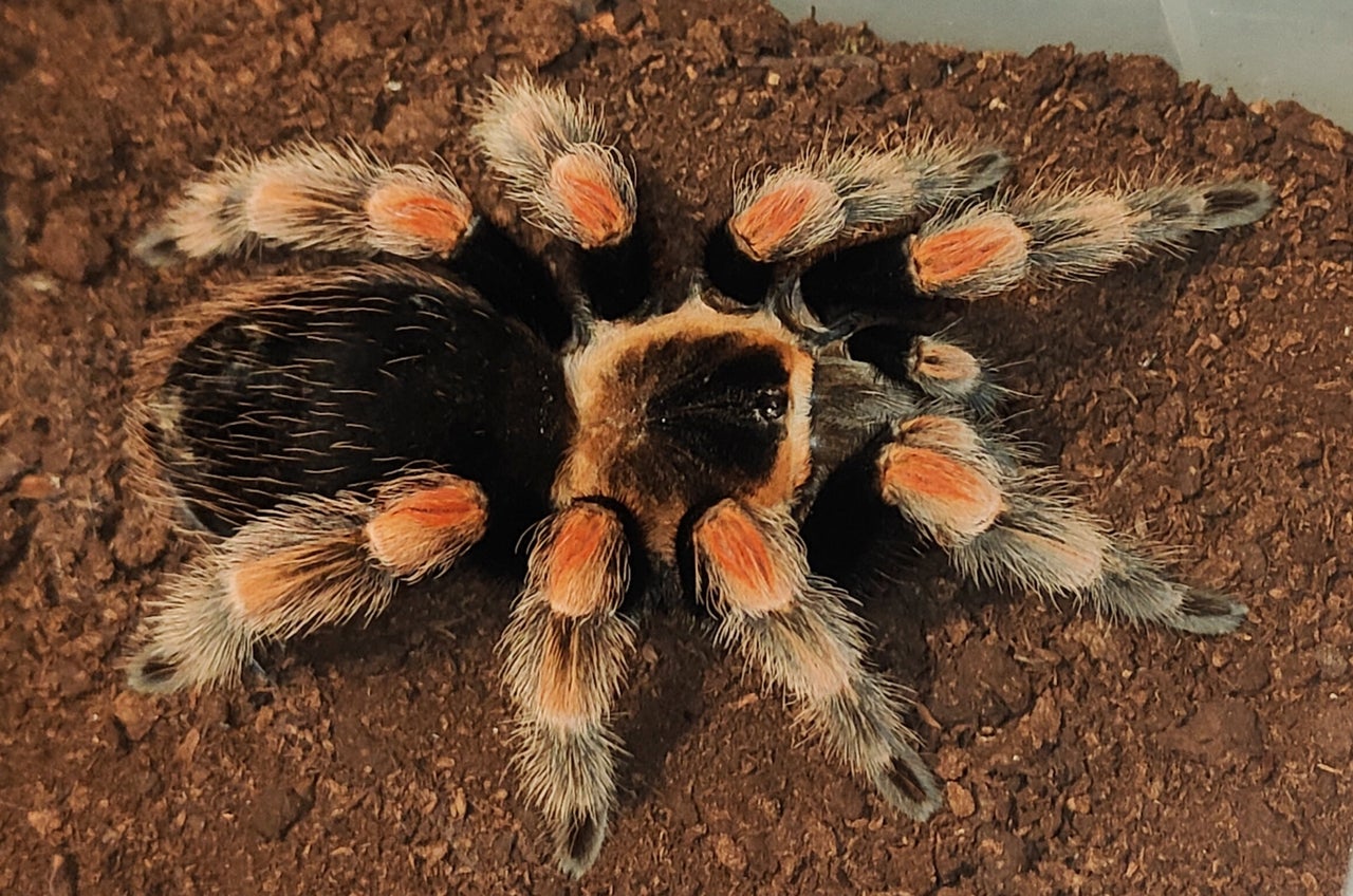 Tarantulas