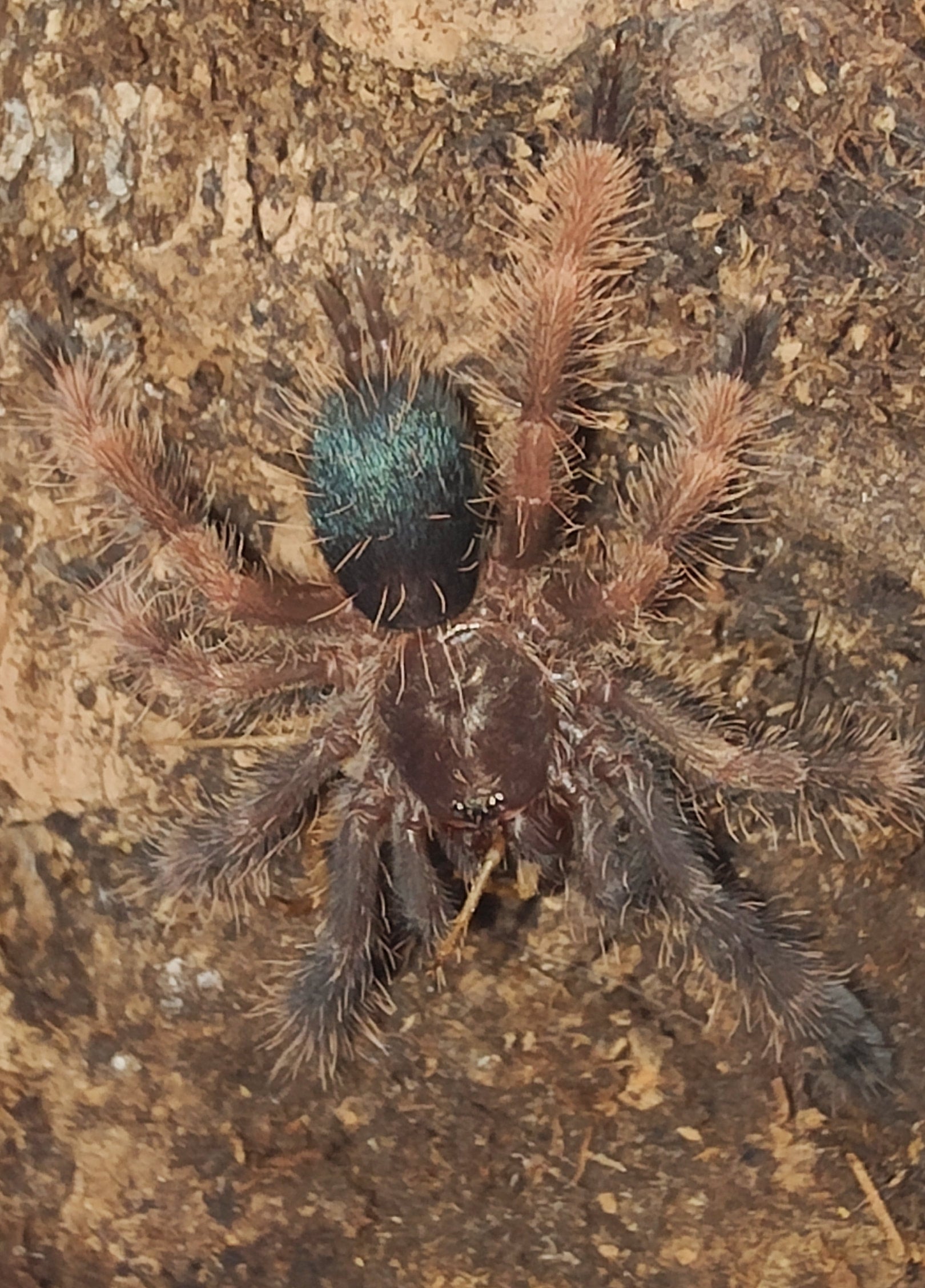 Psalmopoeus victori