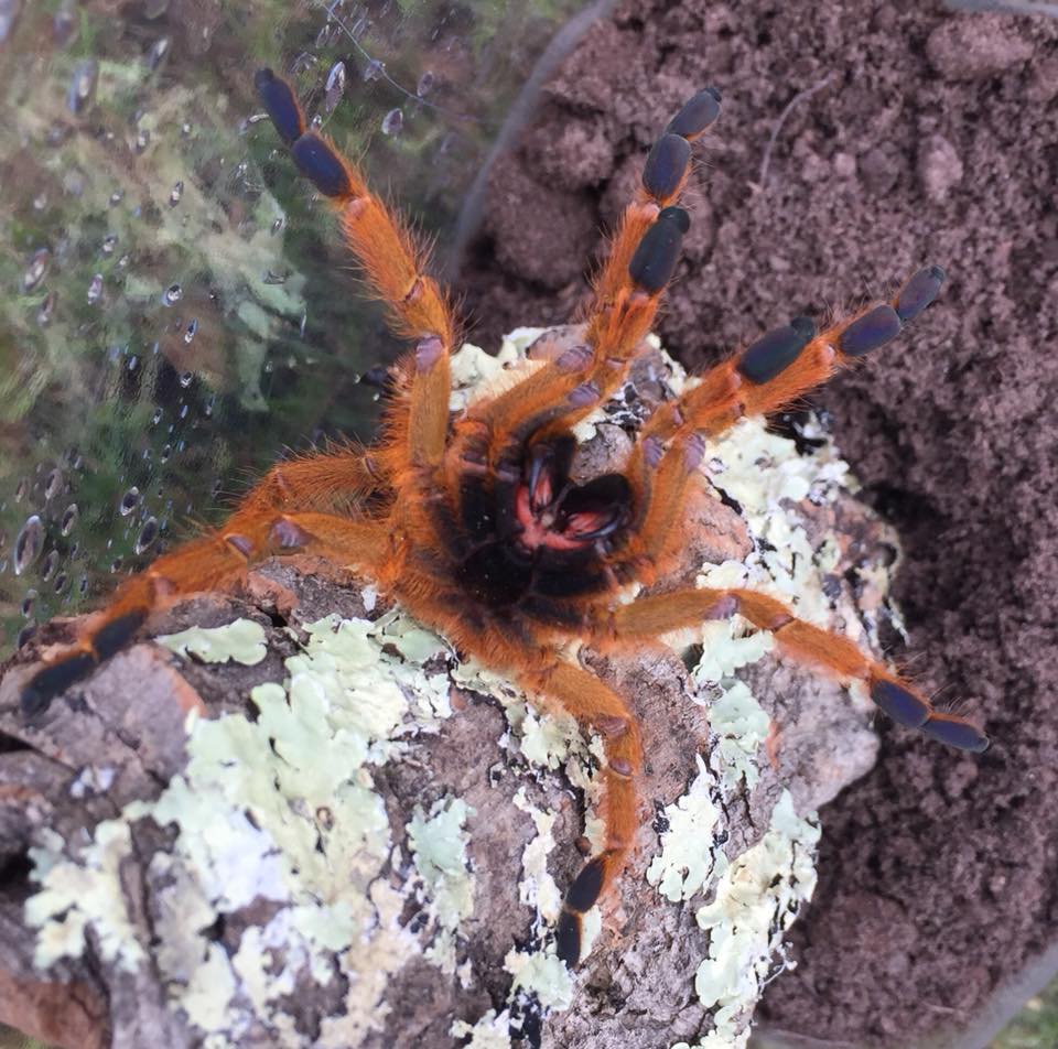 OBT (Pterinochilus murinus)