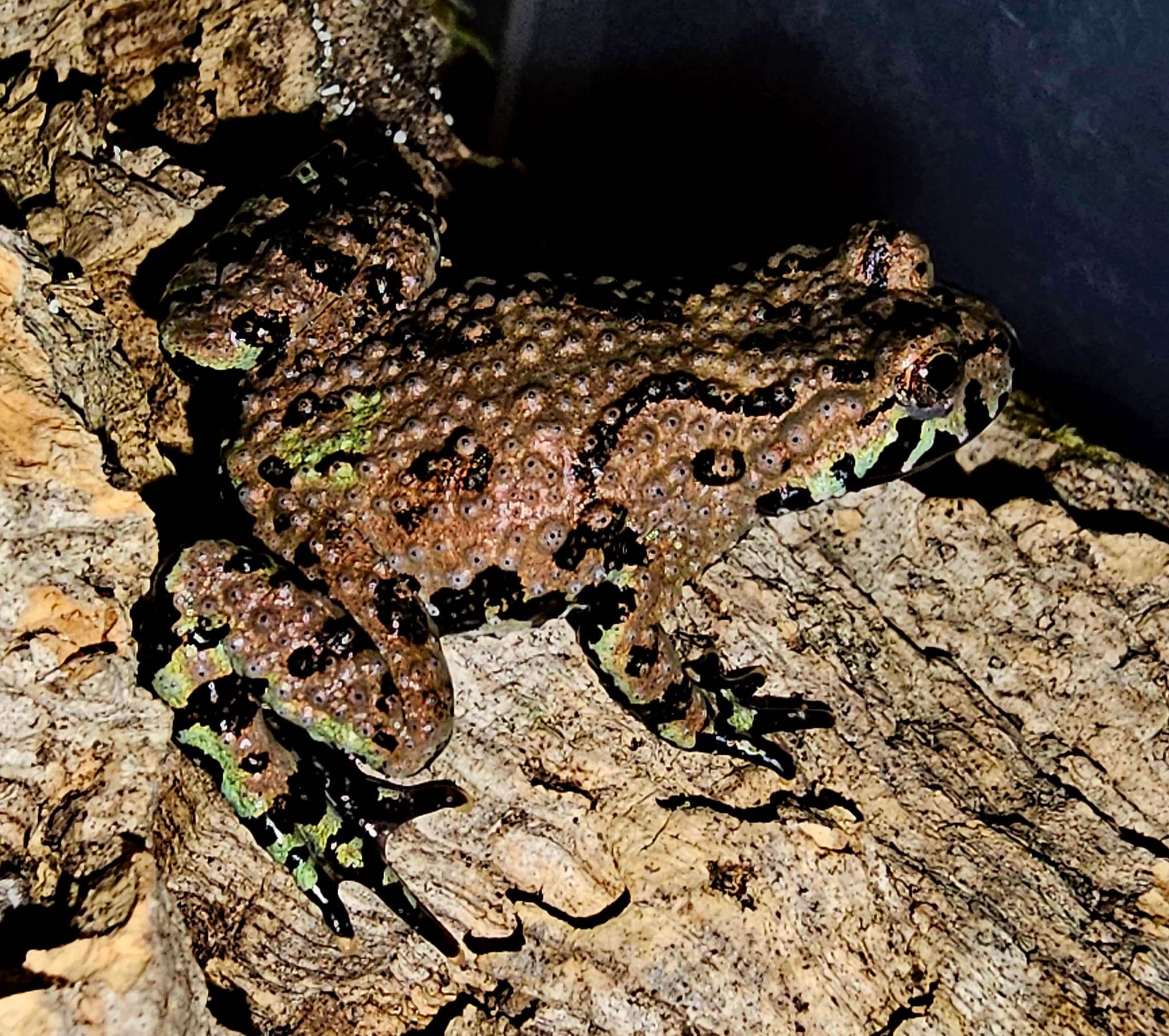 cb22 fire bellied toad hybrids £ 14 . 99