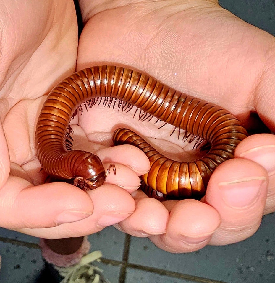 Desert Gold Millipede (Orthoporus ornatus)